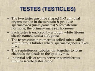 MALE REPRODUCTIVE SYSTEM.pptx | Infertility | Reproductive Health