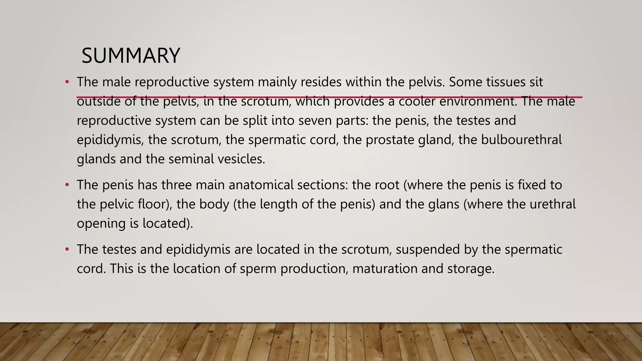 male reproductive system.pptx