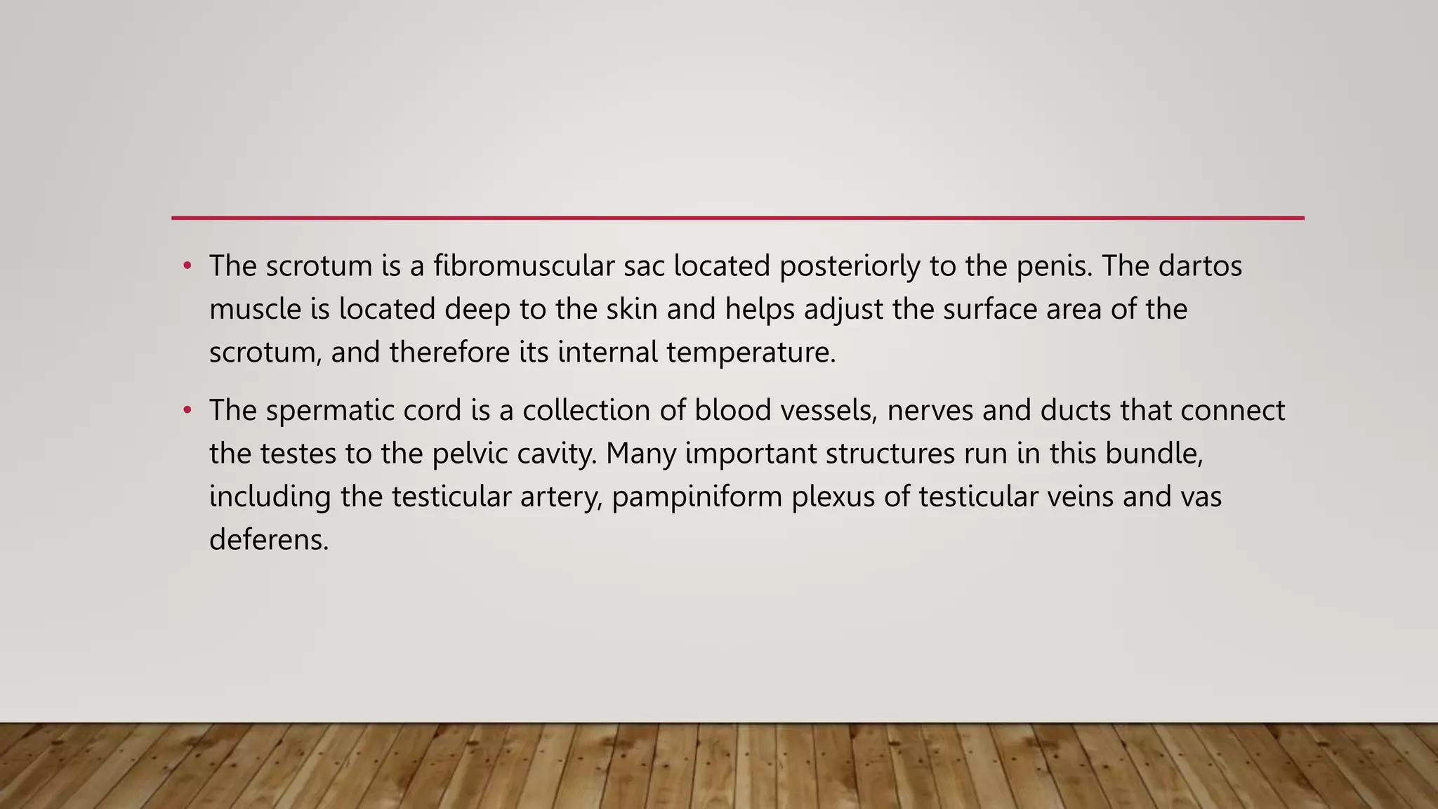 male reproductive system.pptx