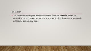 male reproductive system.pptx