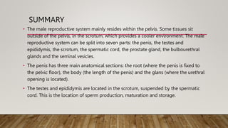 male reproductive system.pptx