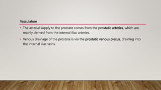 male reproductive system.pptx