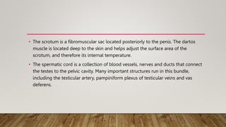 male reproductive system.pptx