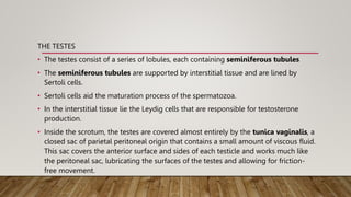 male reproductive system.pptx