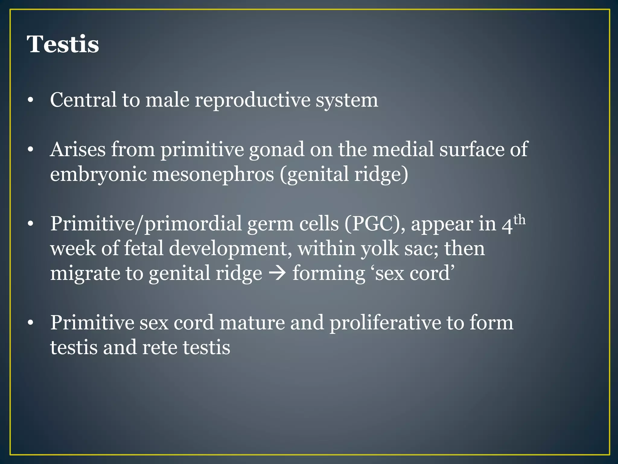 MALE REPRODUCTIVE SYSTEM.pptx