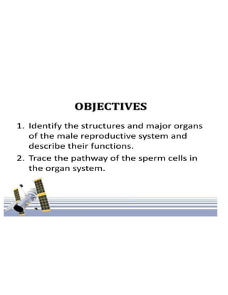 MALE REPRODUCTIVE SySTEm.docx