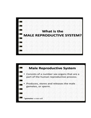 MALE REPRODUCTIVE SySTEm.docx