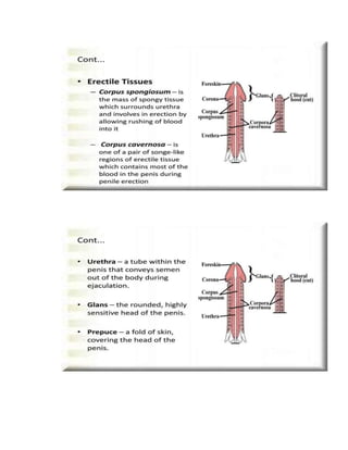 MALE REPRODUCTIVE SySTEm.docx