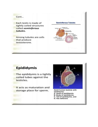 MALE REPRODUCTIVE SySTEm.docx