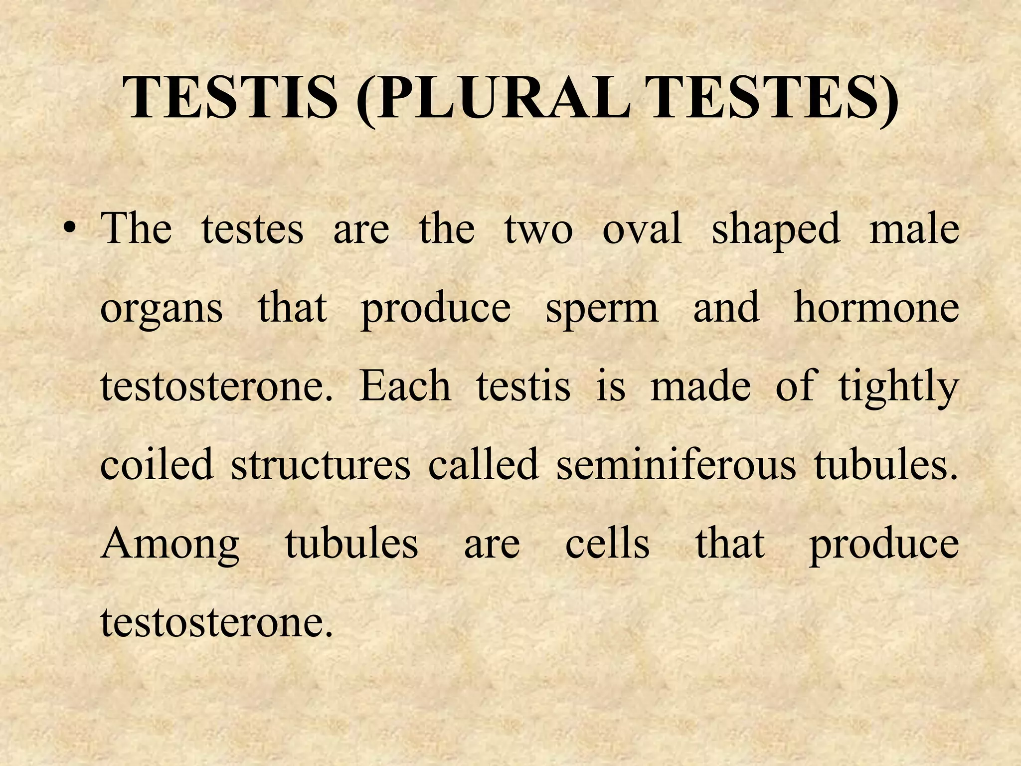 MALE REPRODUCTIVE SYSTEM.pptx