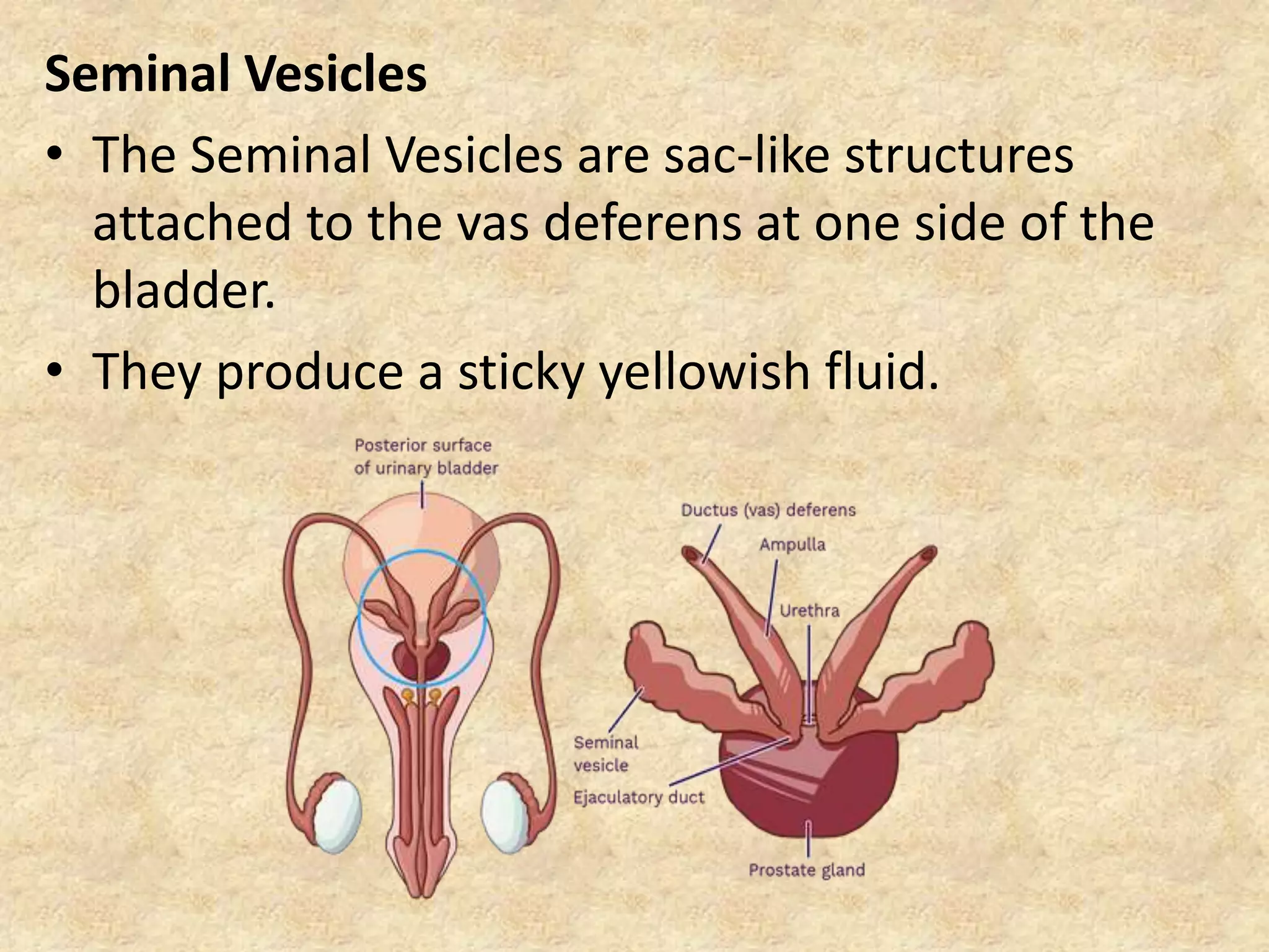 MALE REPRODUCTIVE SYSTEM.pptx