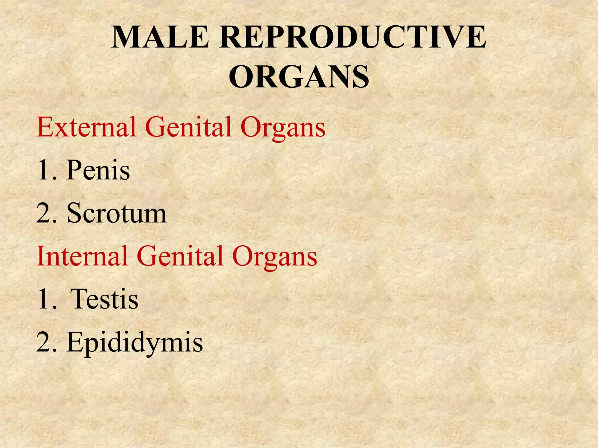 MALE REPRODUCTIVE SYSTEM.pptx