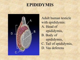 MALE REPRODUCTIVE SYSTEM.pptx