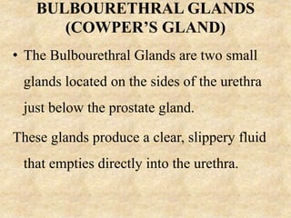 MALE REPRODUCTIVE SYSTEM.pptx