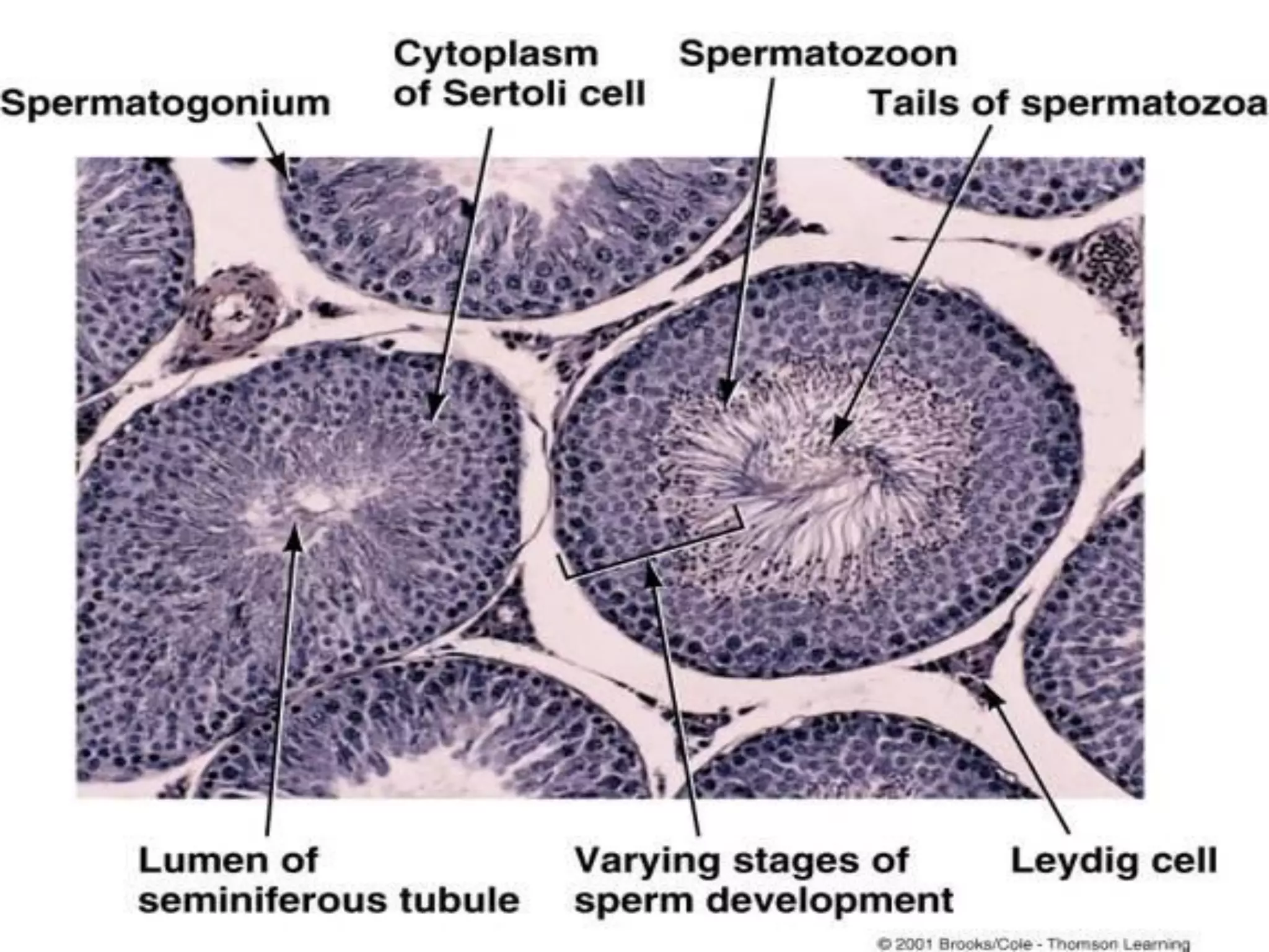 male_Reproductive_System.pdf