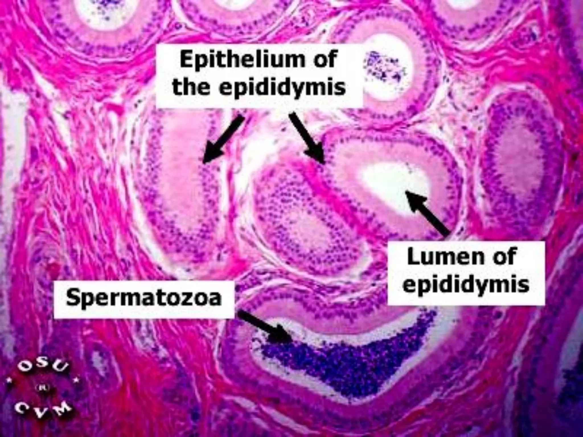 male_Reproductive_System.pdf