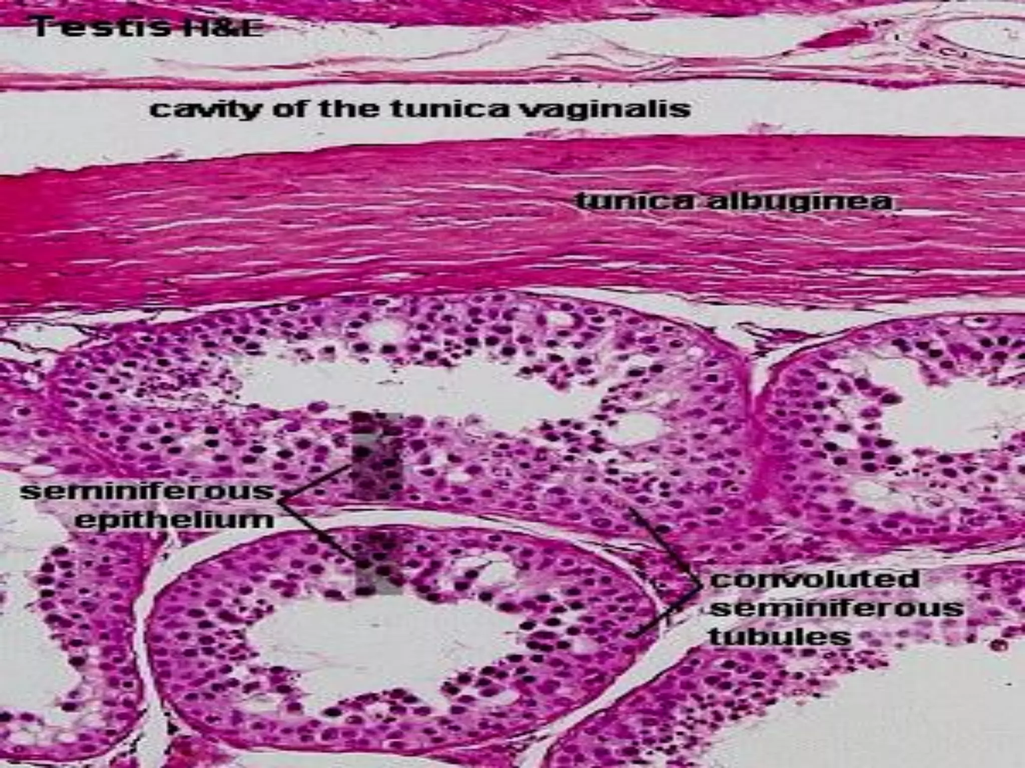 male_Reproductive_System.pdf