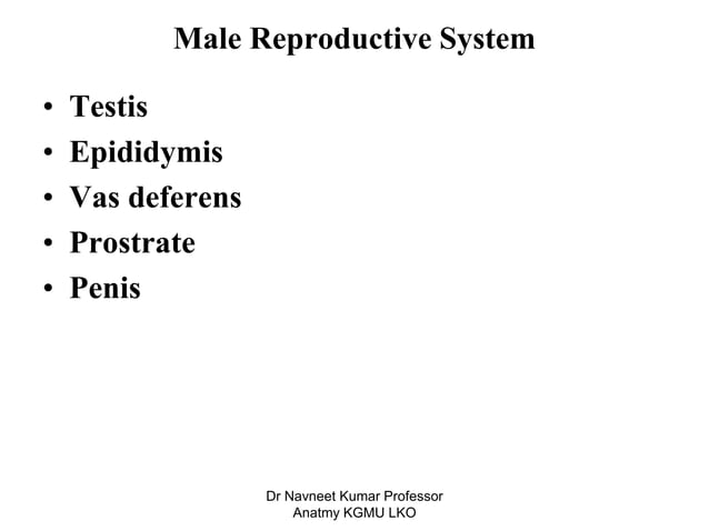 male_Reproductive_System.pdf