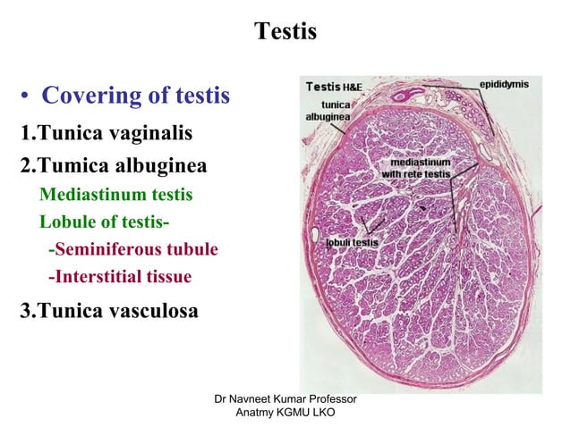 male_Reproductive_System.pdf