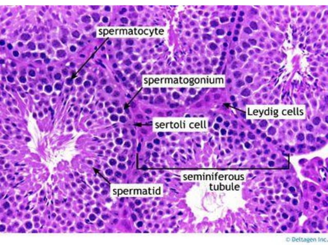 male_Reproductive_System.pdf