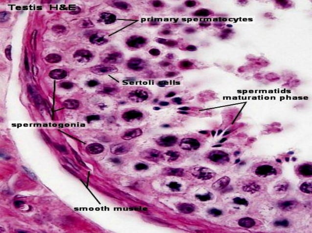 male_Reproductive_System.pdf