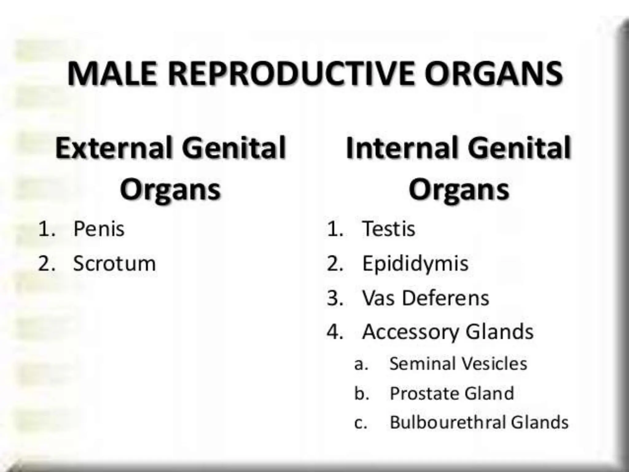 male reproductive system.pptx