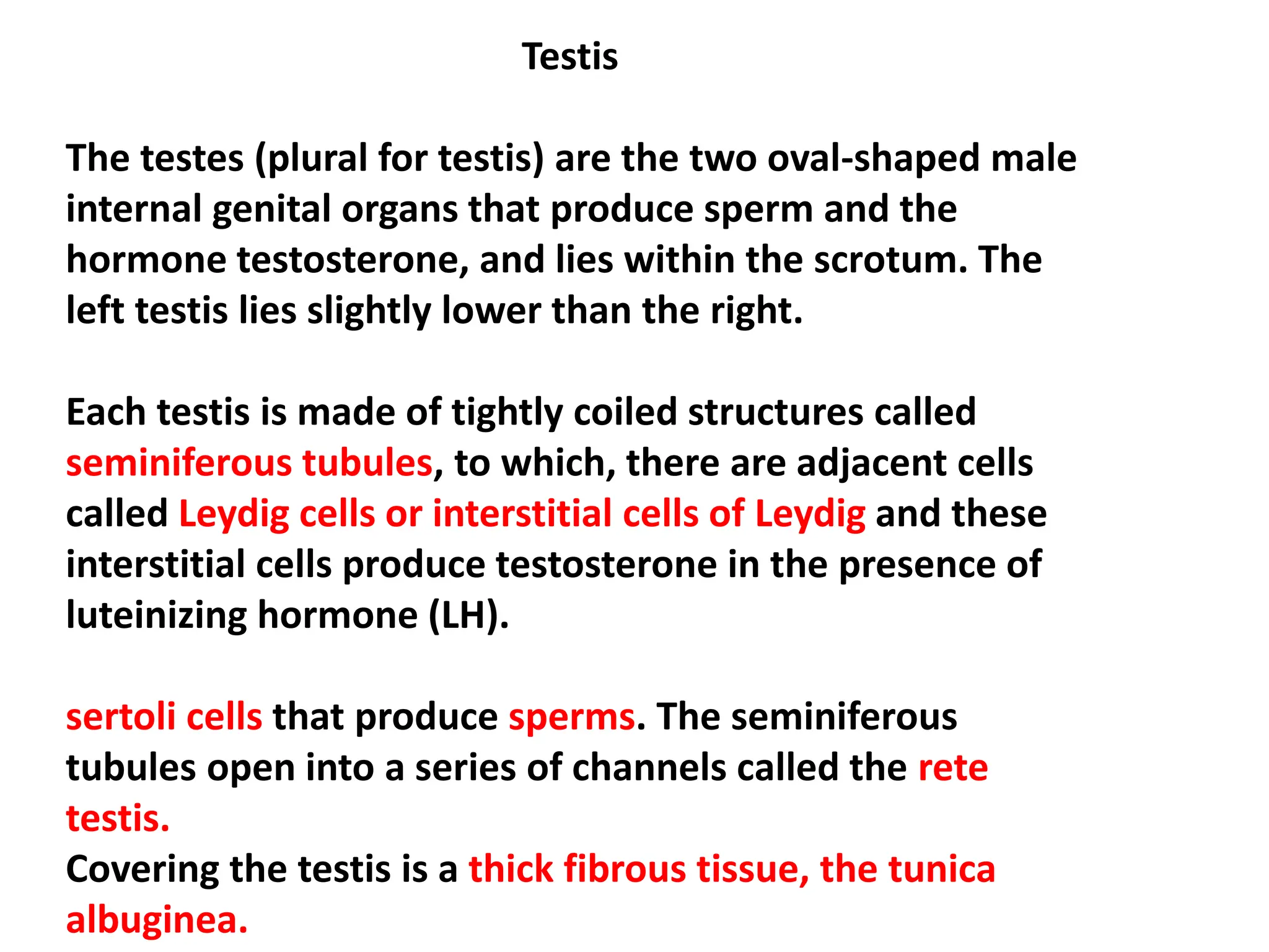 male reproductive system.pptx