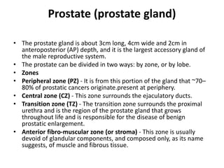 male reproductive system.pptx