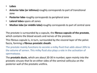 male reproductive system.pptx