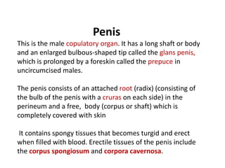 male reproductive system.pptx