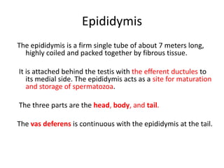 male reproductive system.pptx