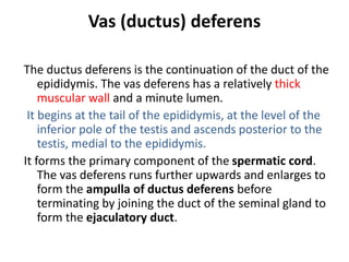 male reproductive system.pptx