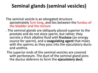 male reproductive system.pptx