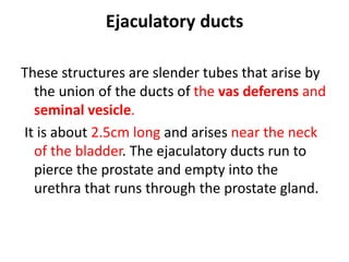male reproductive system.pptx