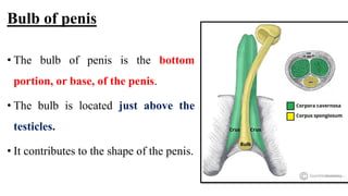 male reproductive system.pptx