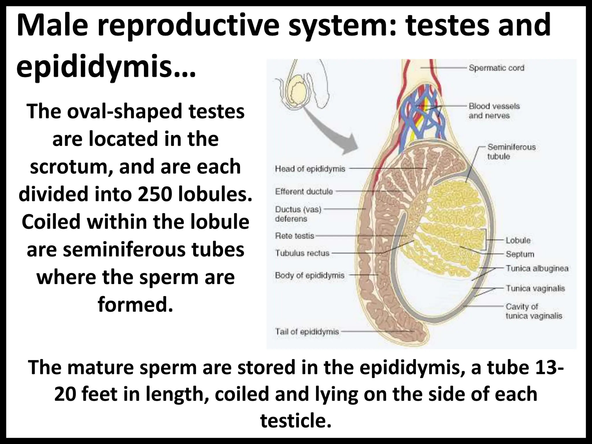 Human Male reproductive system human bdy | PPT