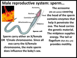 Human Male reproductive system human bdy | PPTX