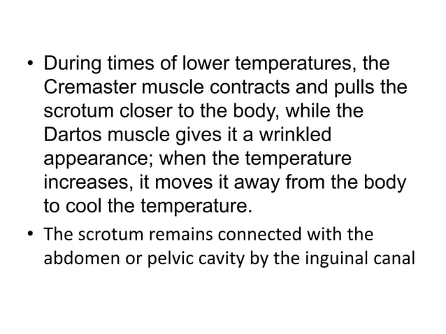 Male reproductive system the sperm testes and the penis all included | PPT