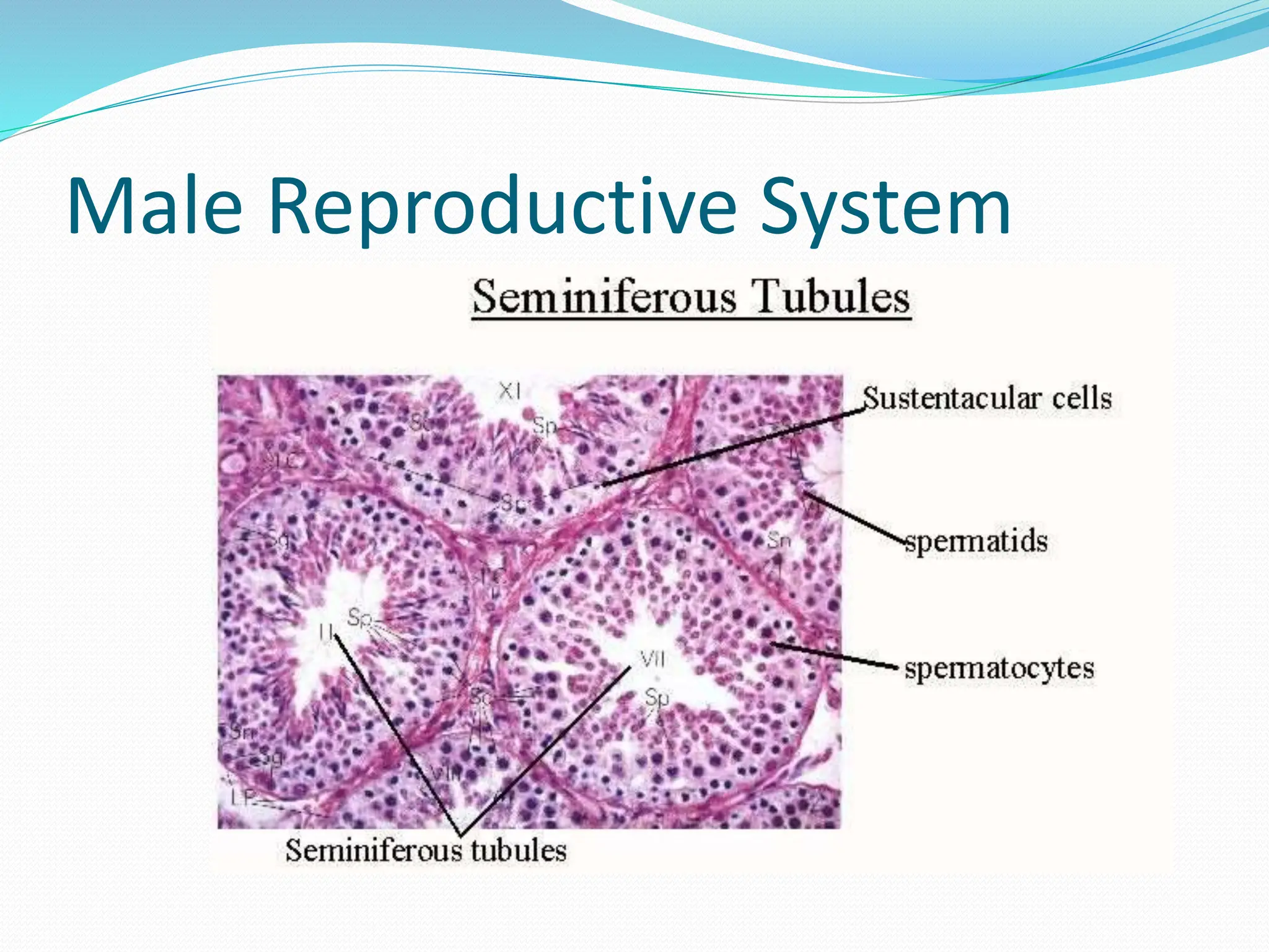 Anatomy of Male Reproductive System.pptx