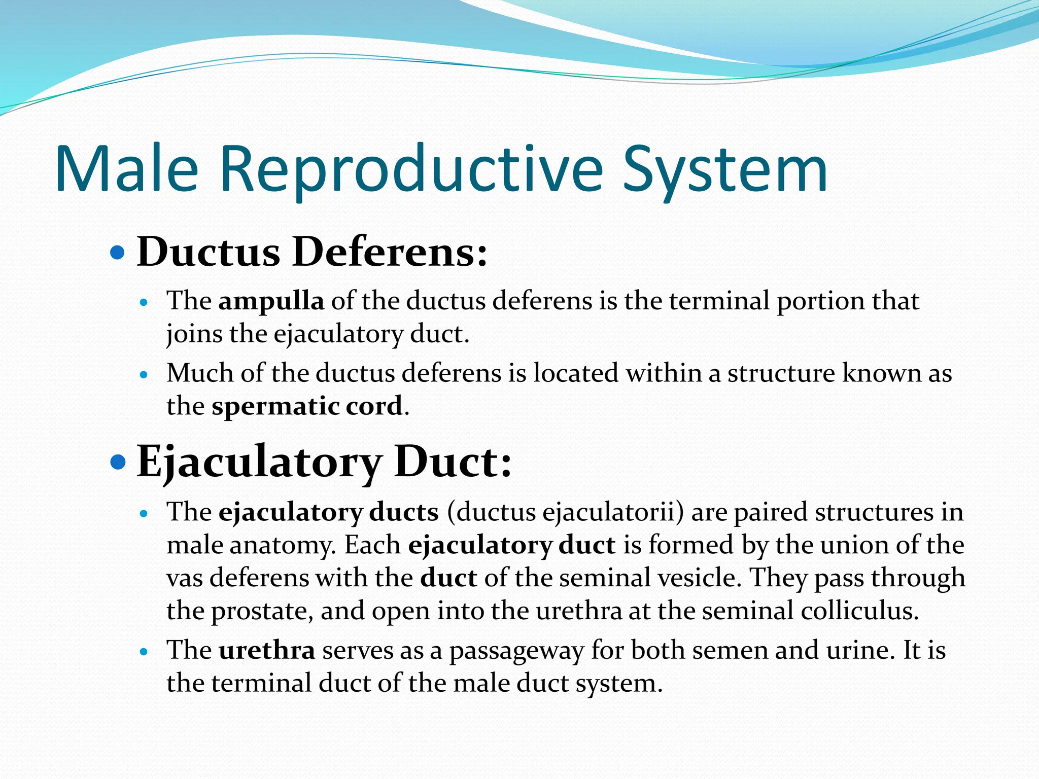 Anatomy of Male Reproductive System.pptx