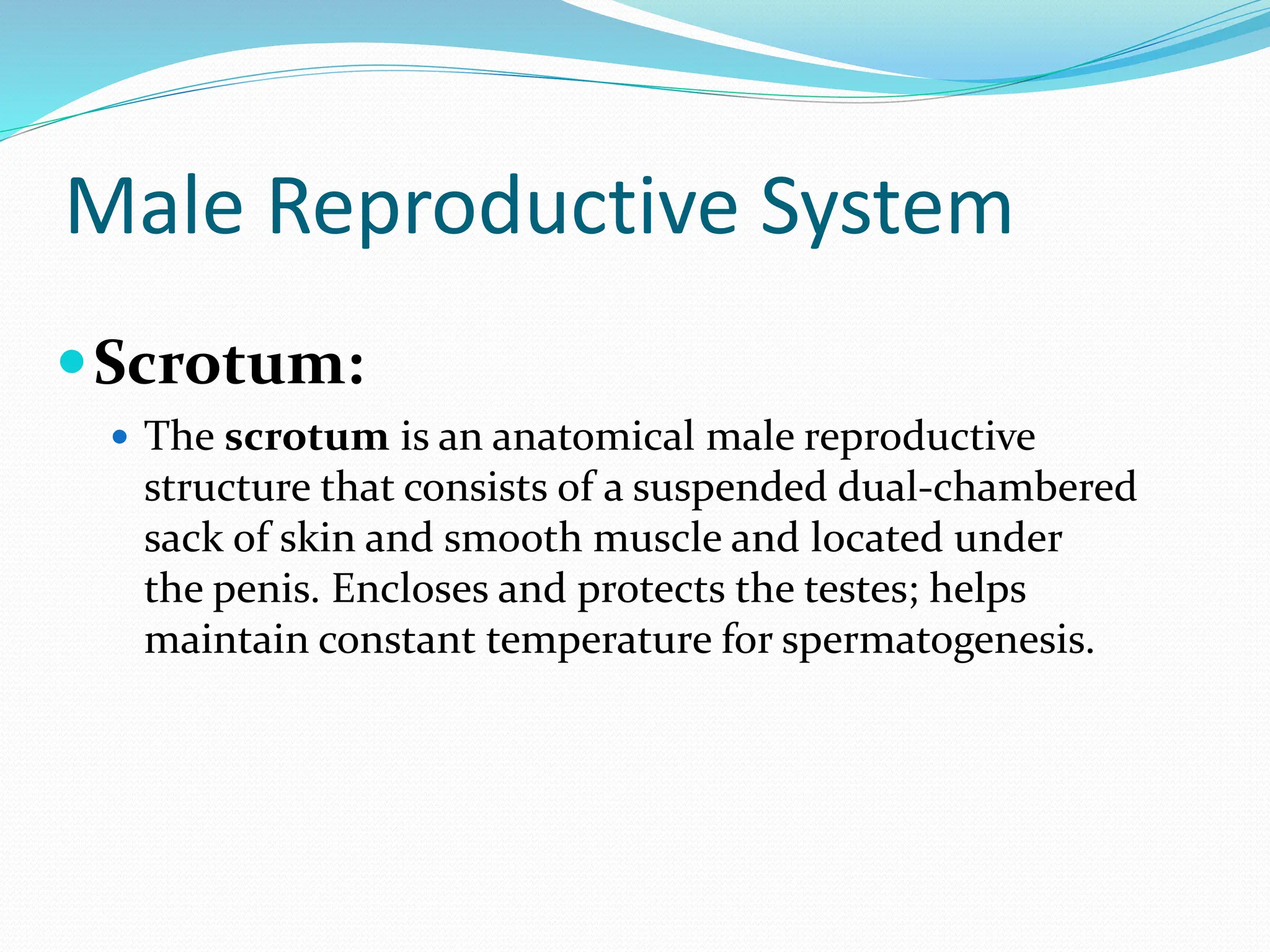 Anatomy of Male Reproductive System.pptx