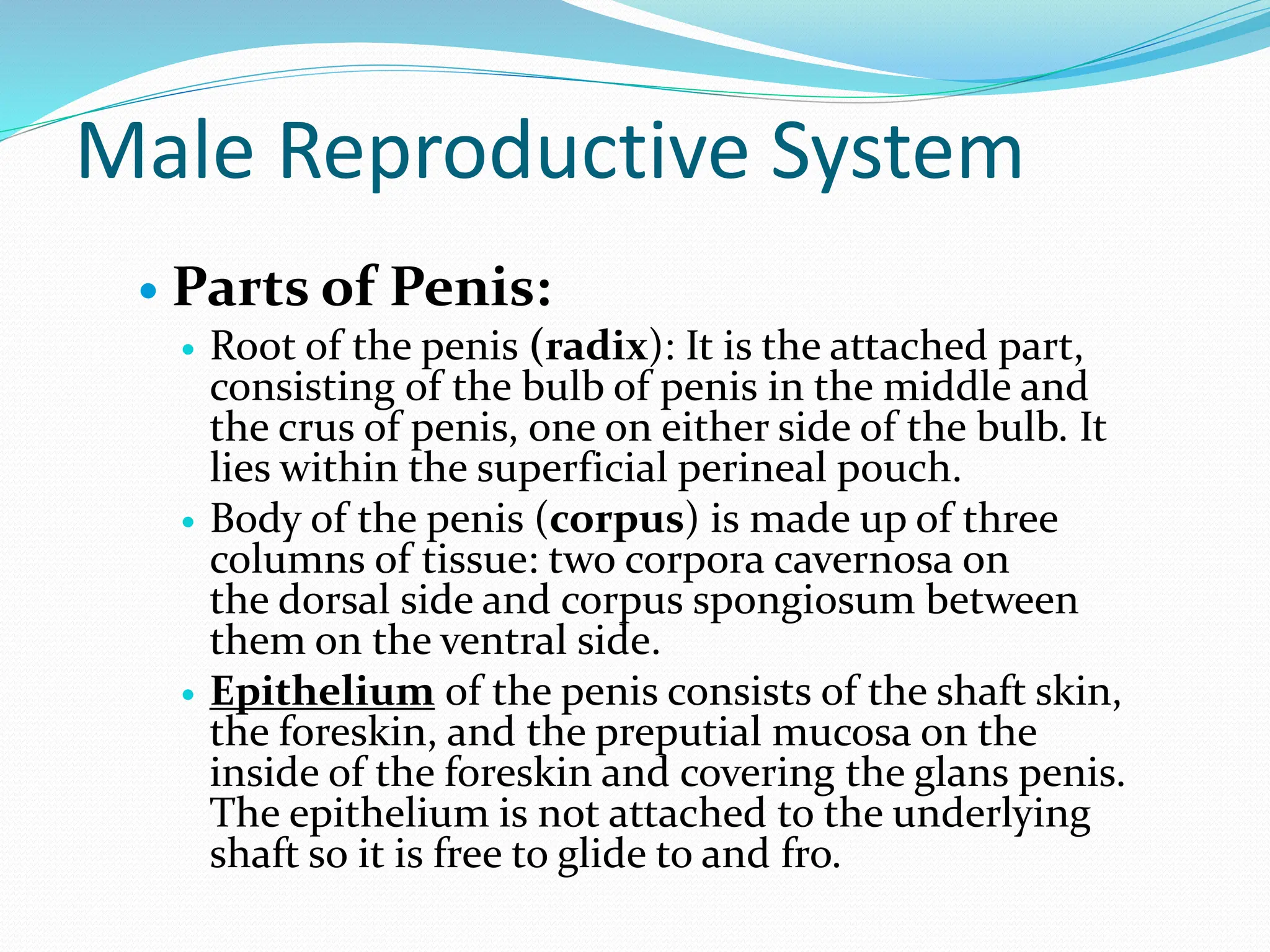 Anatomy of Male Reproductive System.pptx