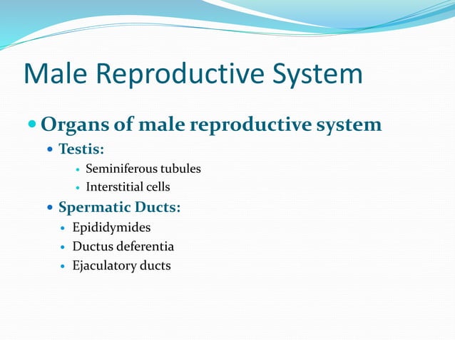 Anatomy of Male Reproductive System.pptx