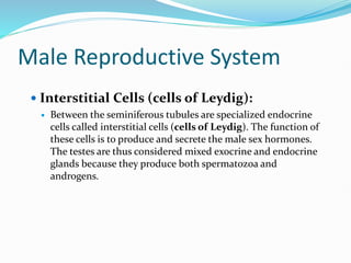 Anatomy of Male Reproductive System.pptx