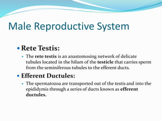 Anatomy of Male Reproductive System.pptx