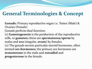 Anatomy of Male Reproductive System.pptx