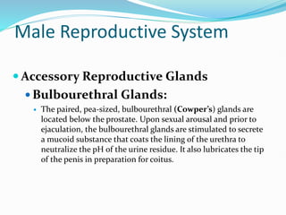 Anatomy of Male Reproductive System.pptx