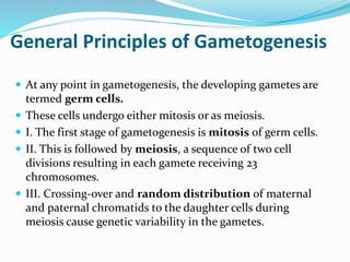 Anatomy of Male Reproductive System.pptx