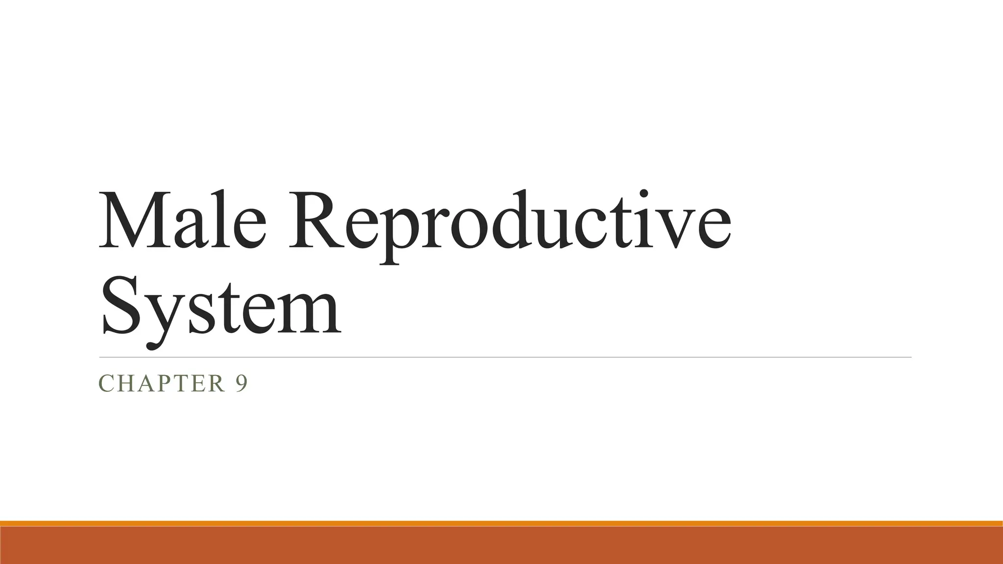 Male Reproductive System English Terminology | PPTX