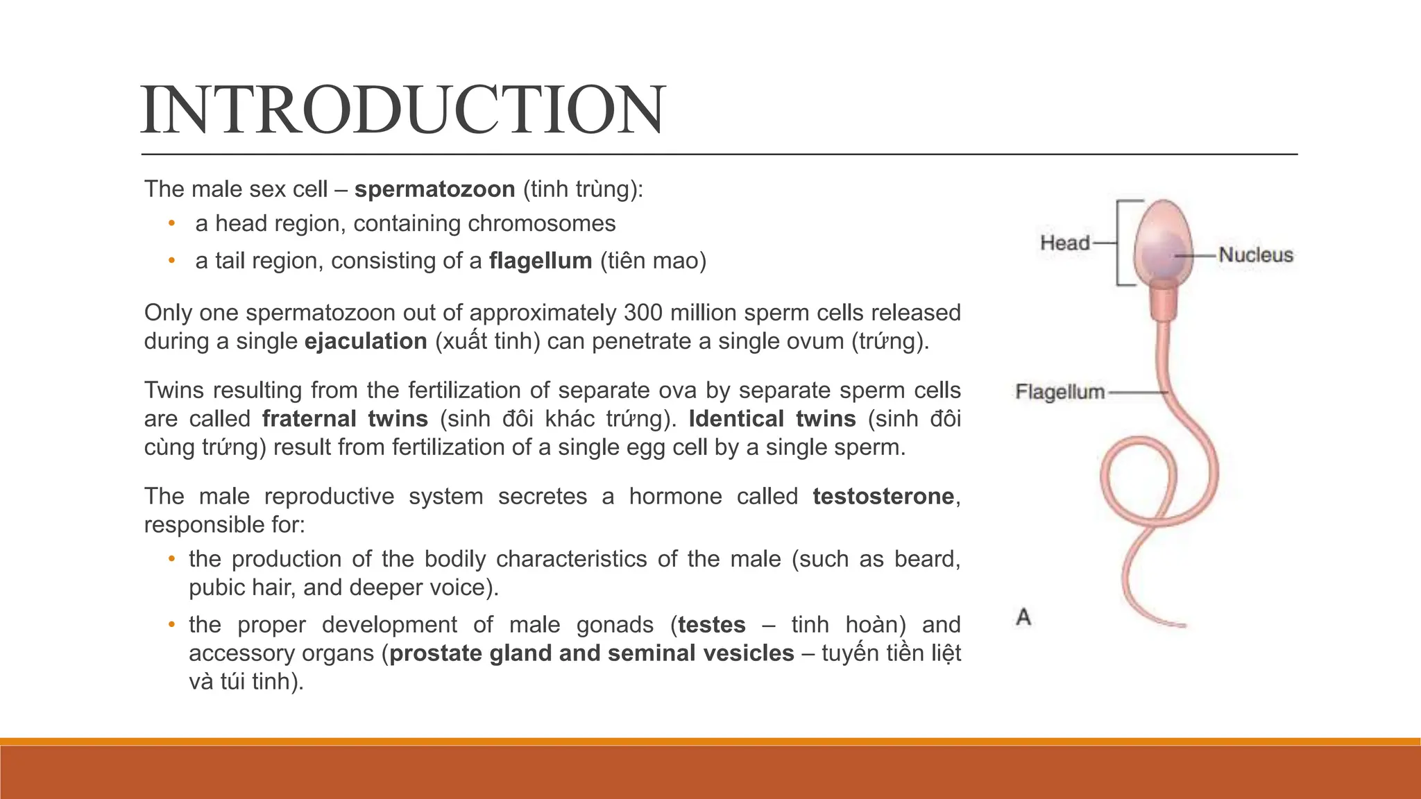 Male Reproductive System English Terminology | PPTX